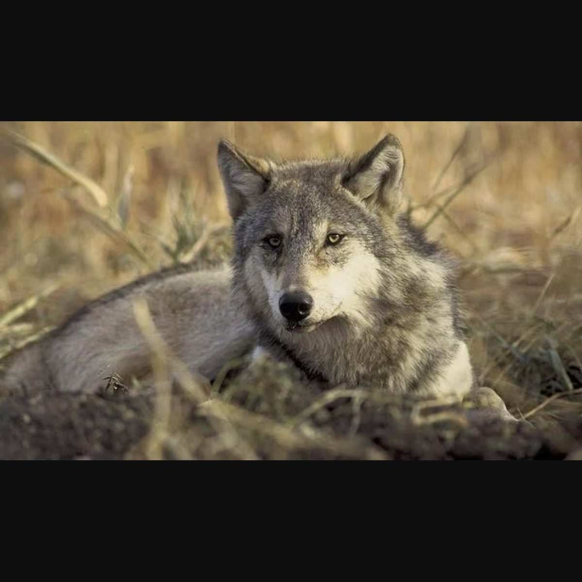 spotted wolf