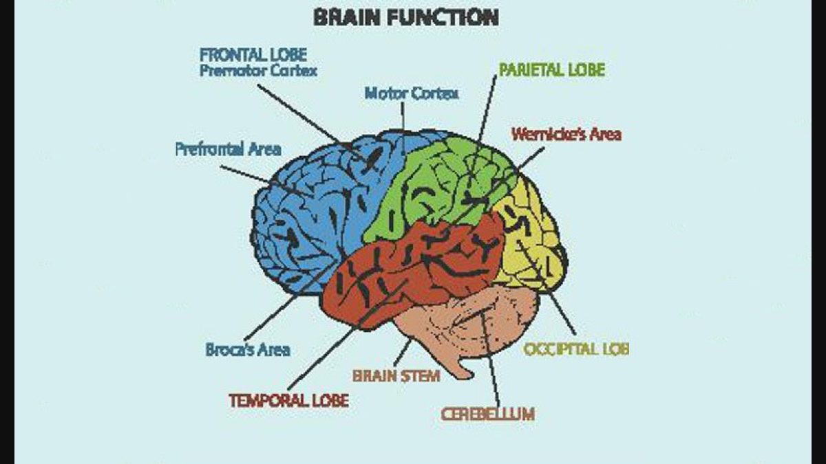 frontal operculum function
