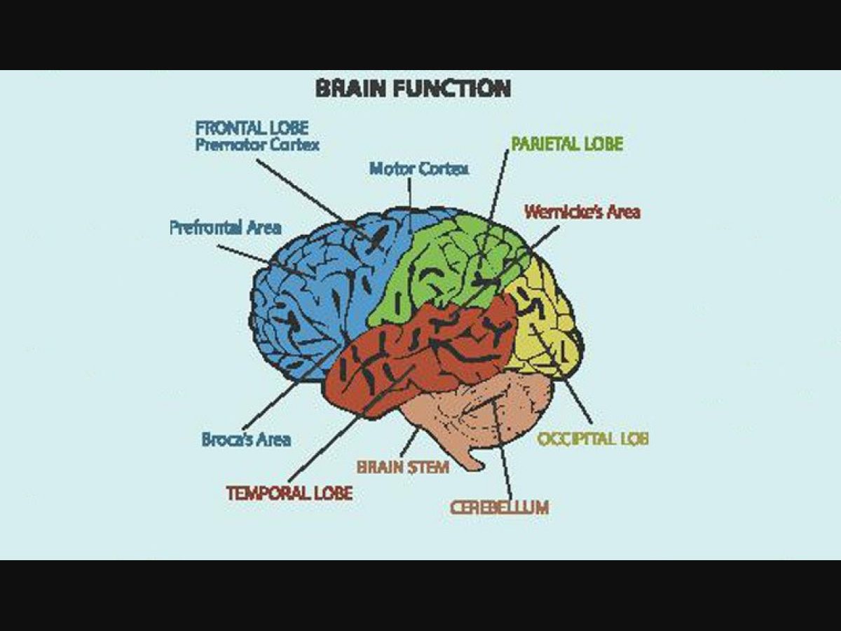 broca's area functions