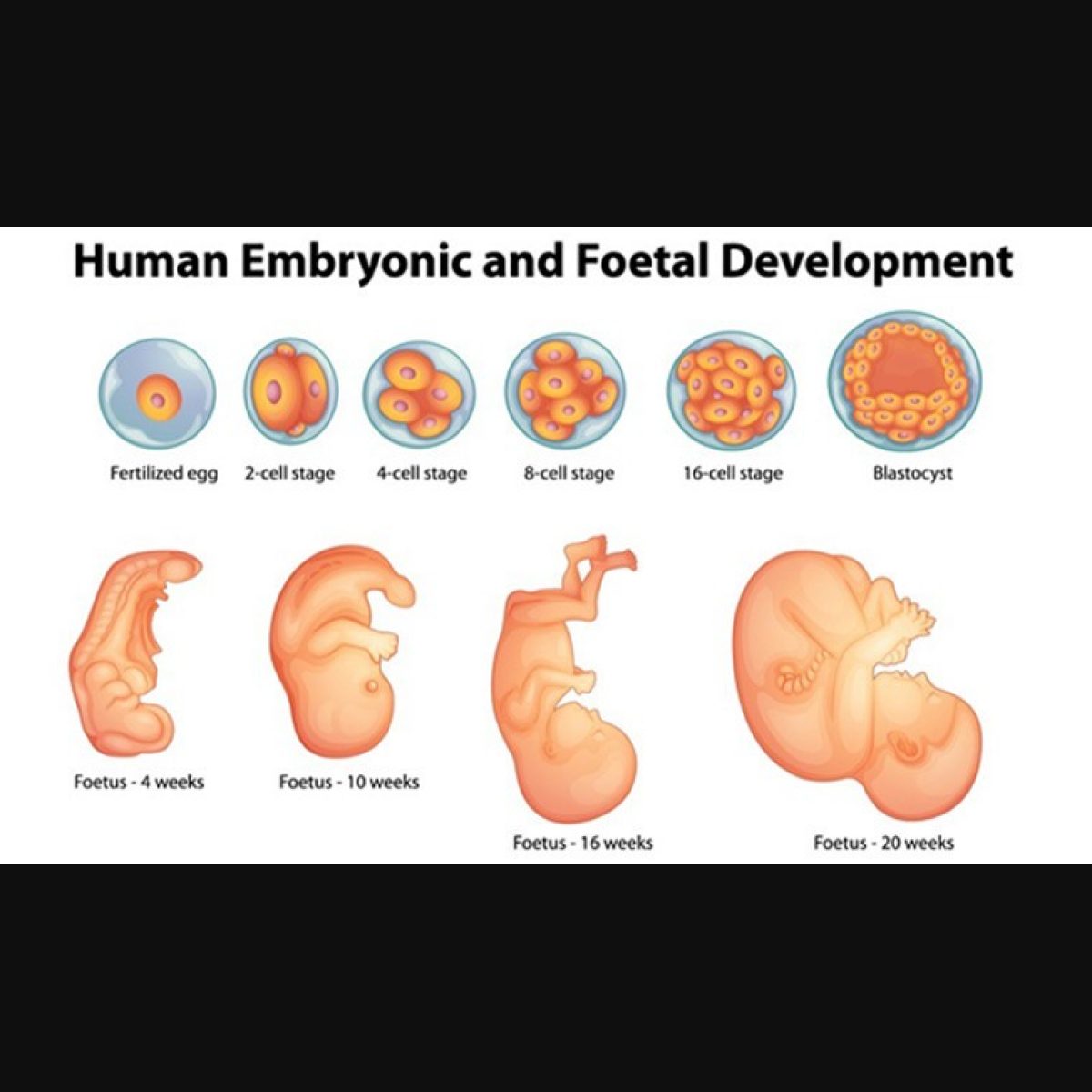 human embryo cell cycle