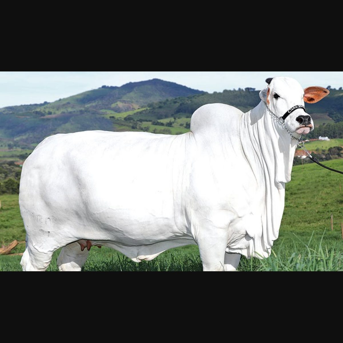 nelore cattle