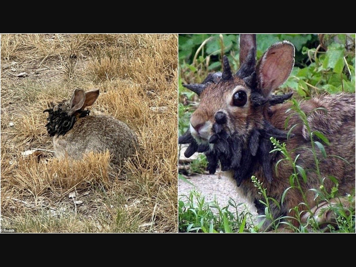 rabbit face tentacles