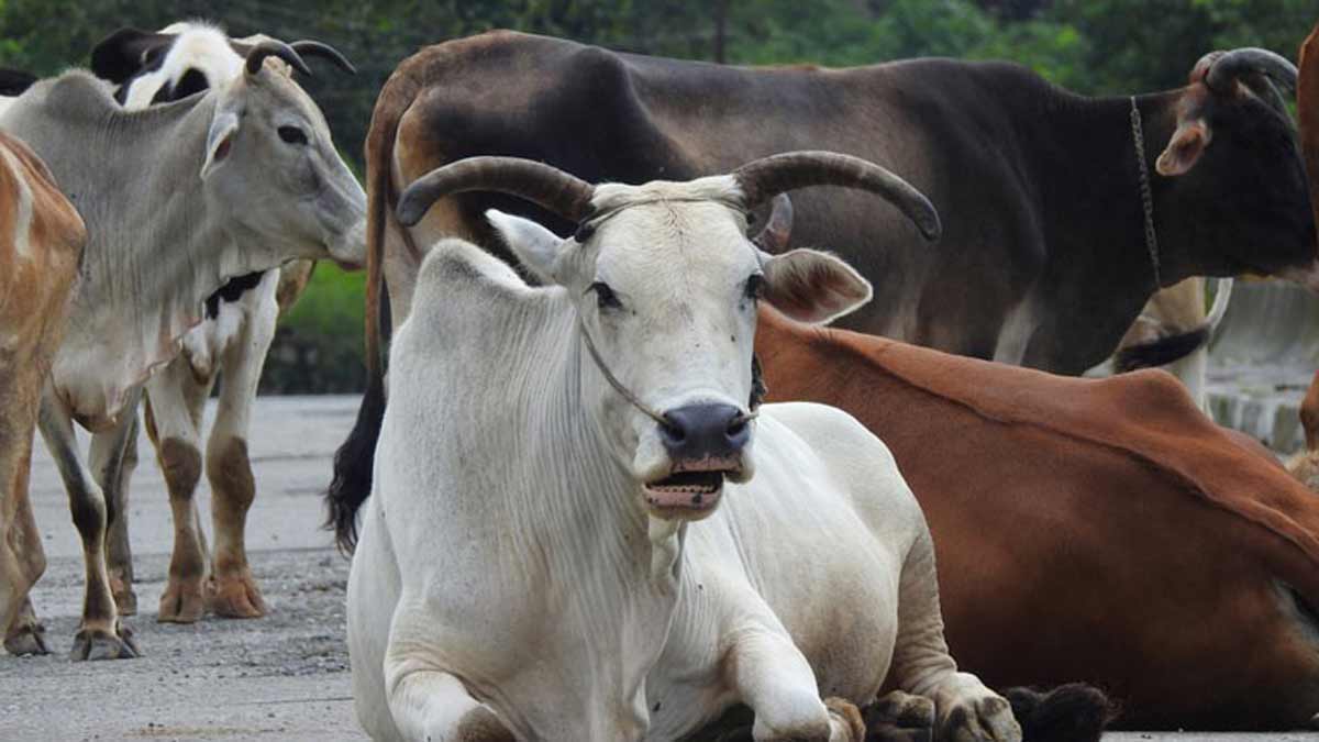 Vijay govt challenges Madras HC order on cow slaughter ban in Supreme ...