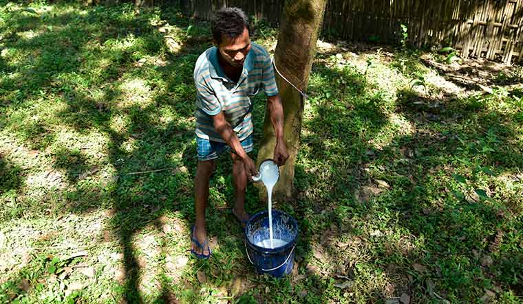 As Indian rubber turns 120, northeast witnesses planting boom