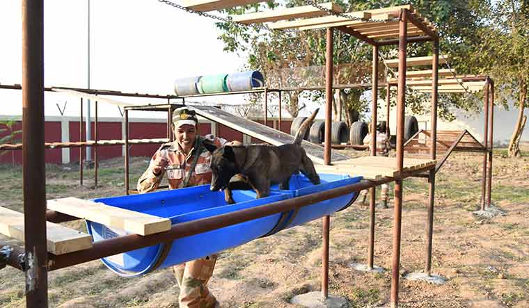 Inside ITBP's 'pawsome' dog training academy