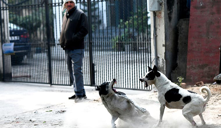 Are laws for stray dogs good only on paper?