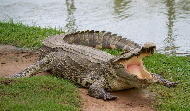 Karnataka horror: Mother throws 6-year-old mute boy into crocodile ...