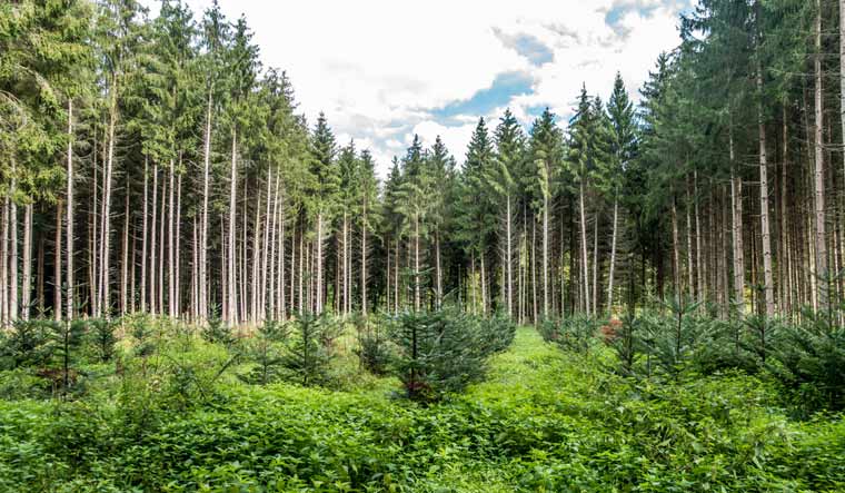 EXCLUSIVE: UP’s ambitious plan to increase forest area saw actual ...