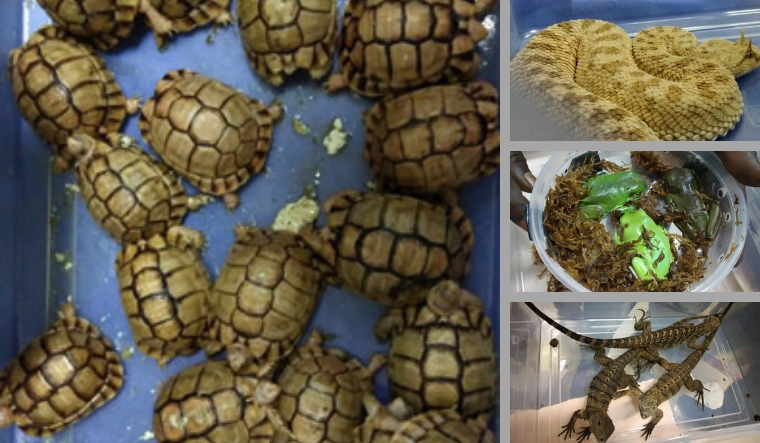 Venomous snake, endangered exotic reptiles seized from passenger in ...