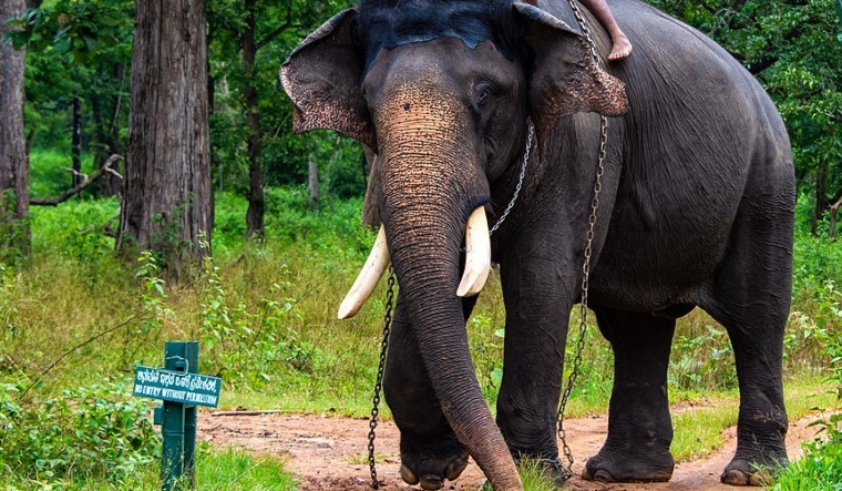 Wild elephant gored Arjuna before officials could fire tranquillizer ...