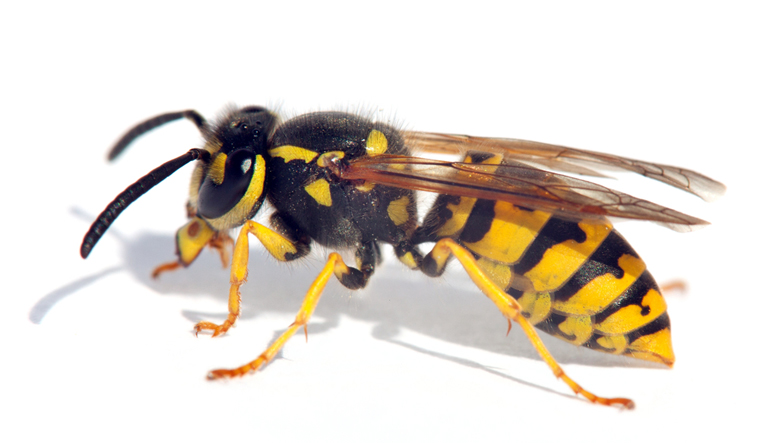 MIT team turns wasp venom into safe antibiotic- The Week
