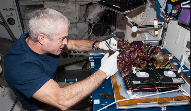 Lettuce grown in space as nutritious as ones on Earth: NASA- The Week