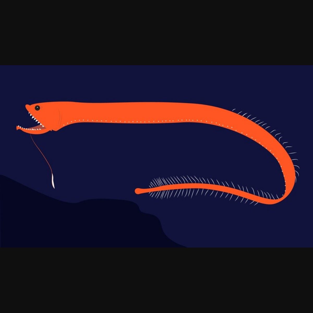 Deep Sea Dragonfish Drawing