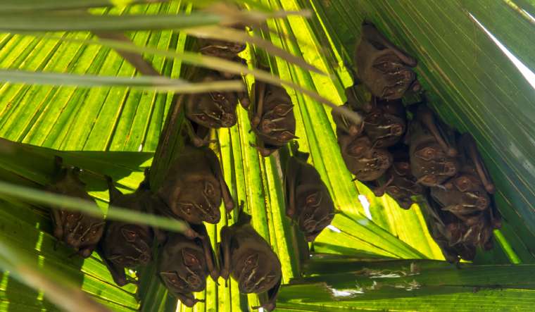 Reconnecting with humanity, nature during the pandemic- The Week