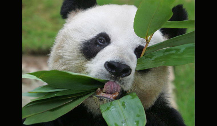 World's oldest male giant panda dies at age 35 in Hong Kong- The Week