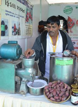 Discovering wonders of prickly pear juice at the kite festival