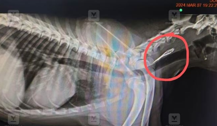Scary X-ray reveals brand new razor blade stuck in pet dog's throat in ...