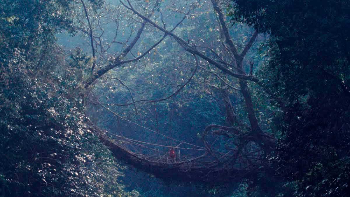 Filmmaker Avi Kabir explores human-nature connect through living root ...