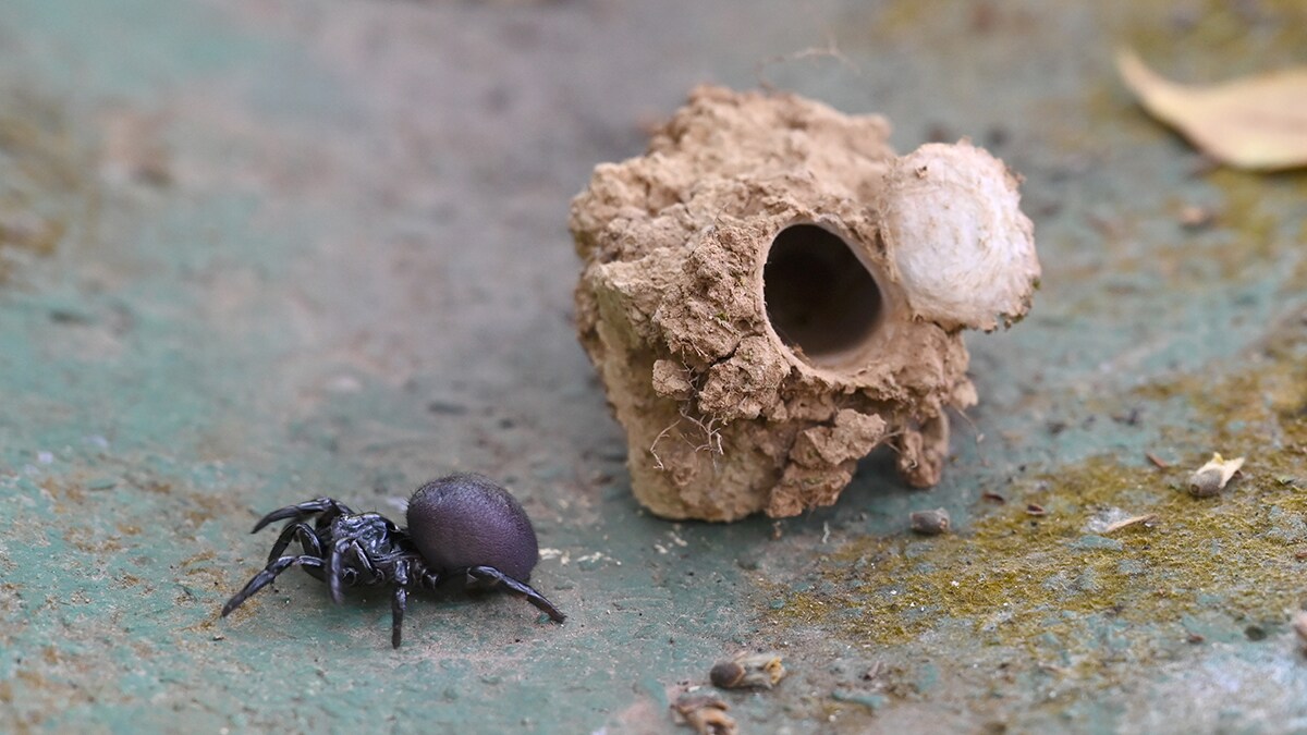Maharashtra: THE WEEK goes searching for spiders and geckos in Amboli ...