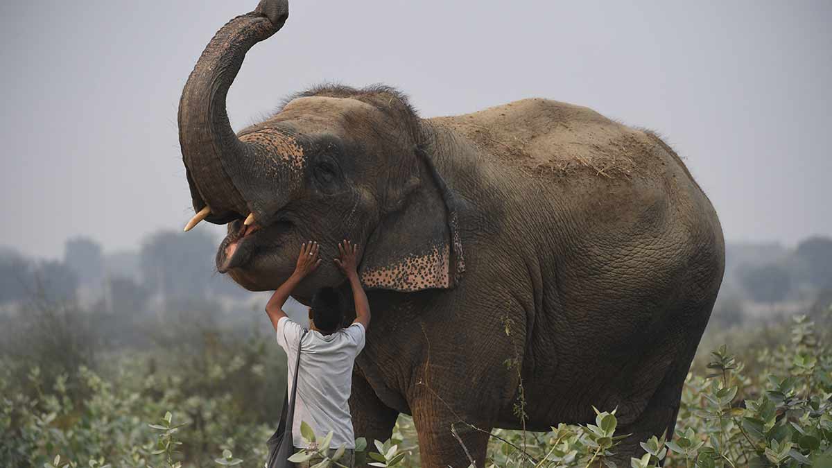 How Laxmi, once an elephant forced to beg on streets, found home and ...