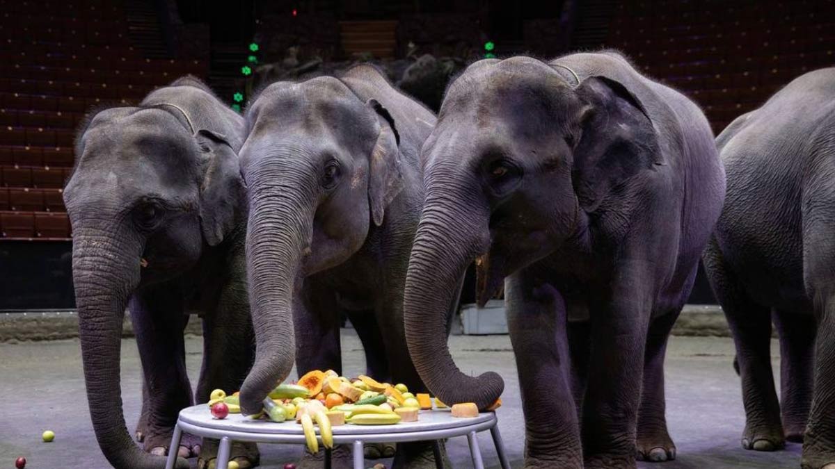 Six elephants sent to Russia in exchange for Su-30SME fighters to ...