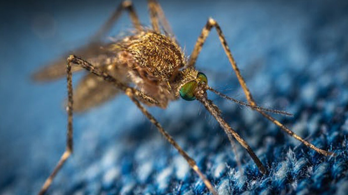 Bengaluru’s dengue surge has doctors worried: Why cases are rising ...