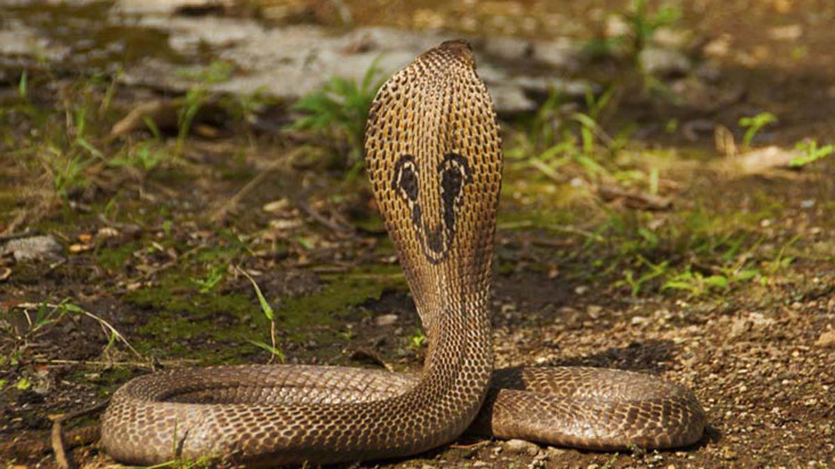 India moves to make snakebites notifiable: A step towards saving ...