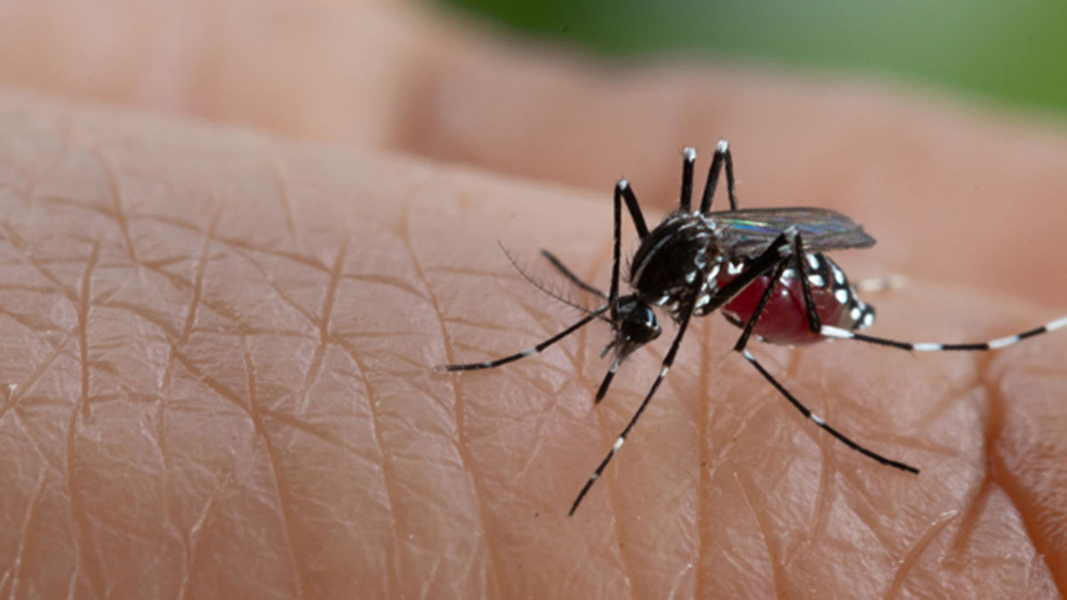 Phase 3 clinical trial for dengue vaccine begins- The Week