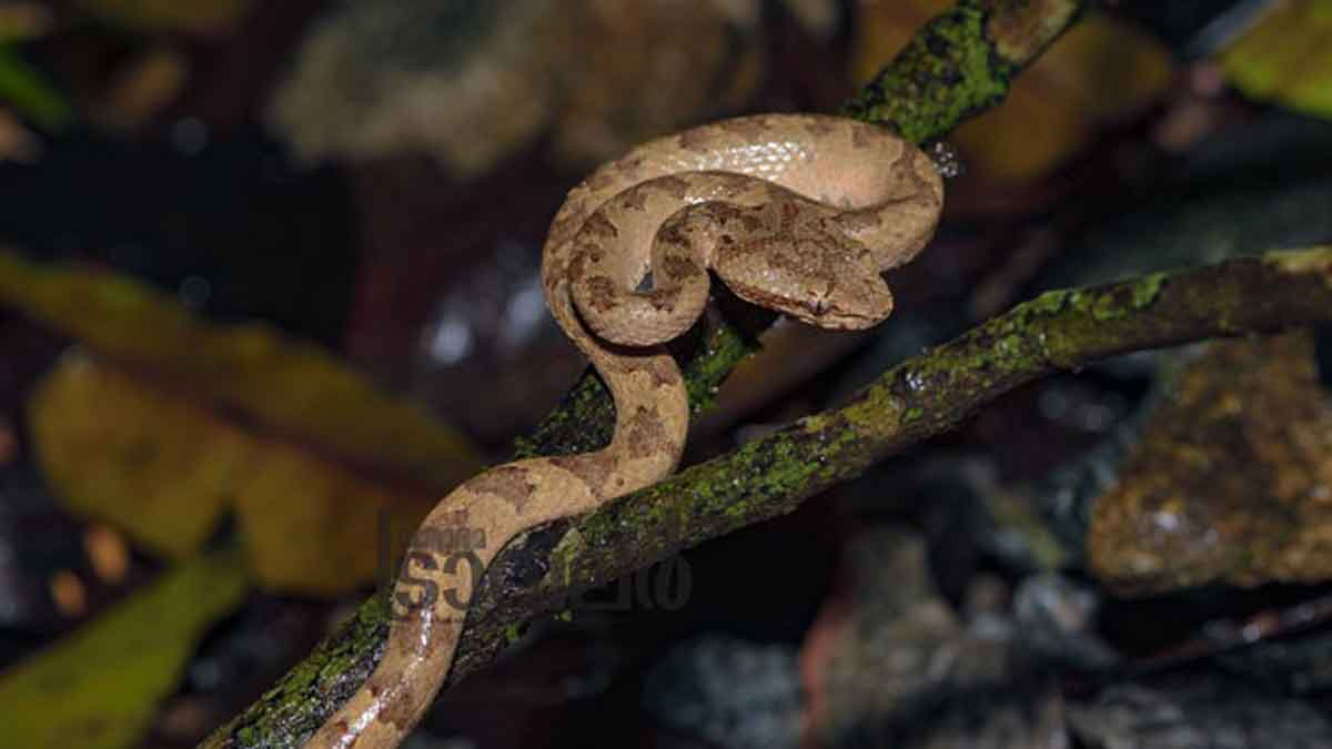 Man survives 856 snake bites to help create world’s ‘most powerful ...