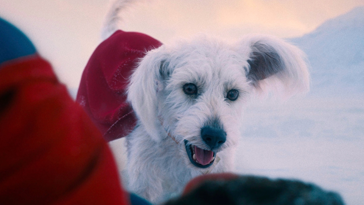 Stray dog bite:risks explained: Why rabies vaccine can't ensure a ...