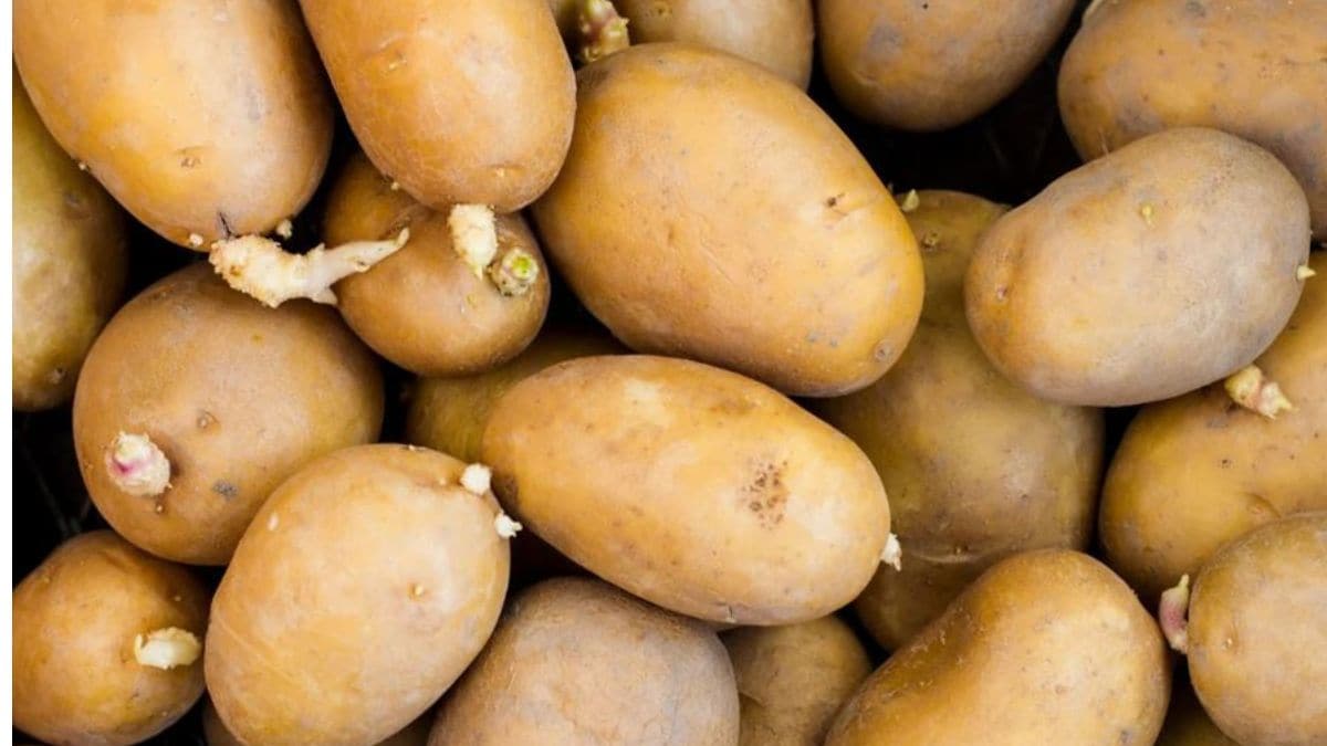 Fact Check: Can consumption of sprouted potatoes be deadly? What you ...