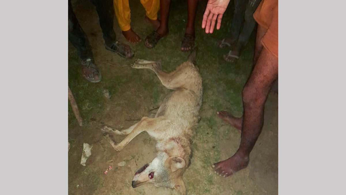 Operation Bhediya: Villagers kill sixth animal of man-eating pack ...