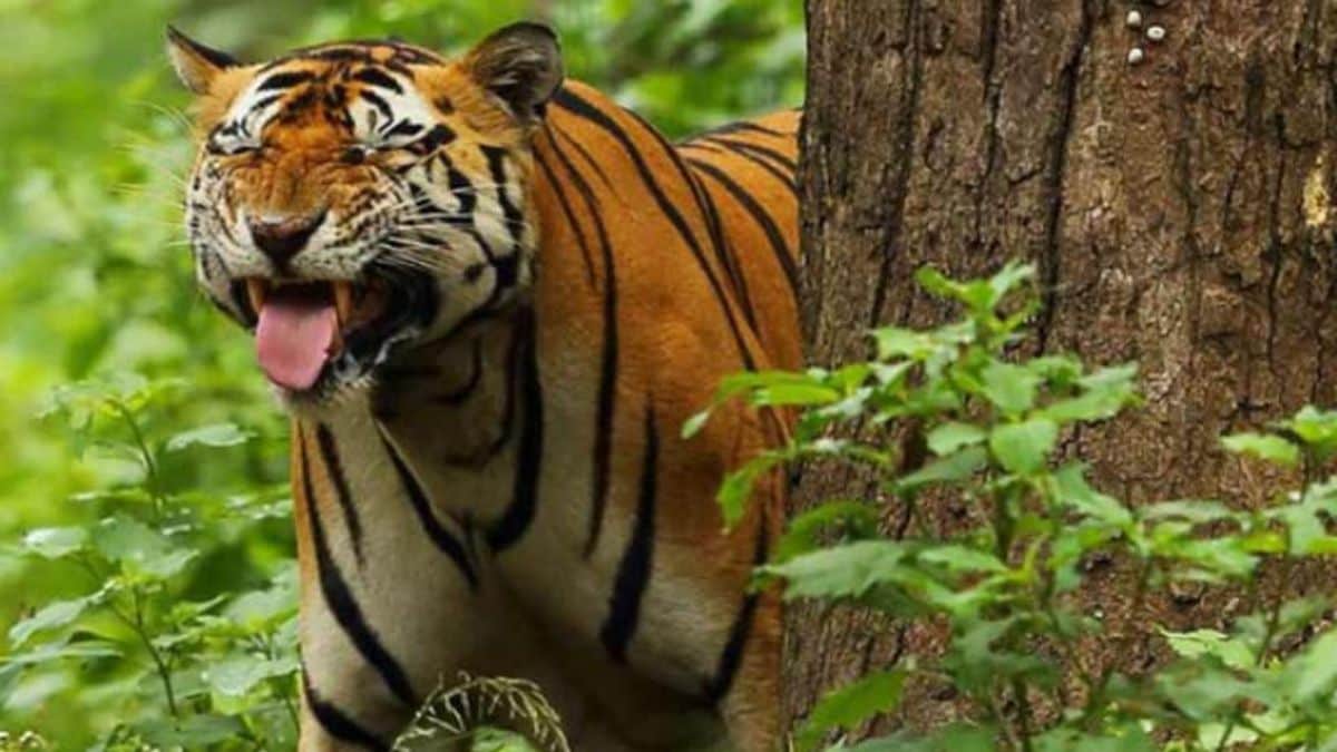 How a three-year-old tiger is deceiving forest officials of three ...