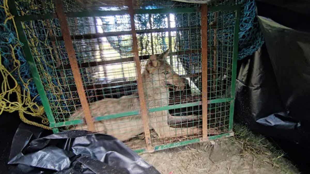 Is there an easier way to stop wolf attacks in UP? Yes, says expert ...