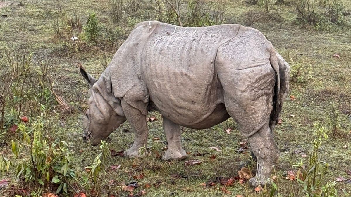 Kaziranga National Park | Wildlife Safari | One-Horned Rhinoceros ...