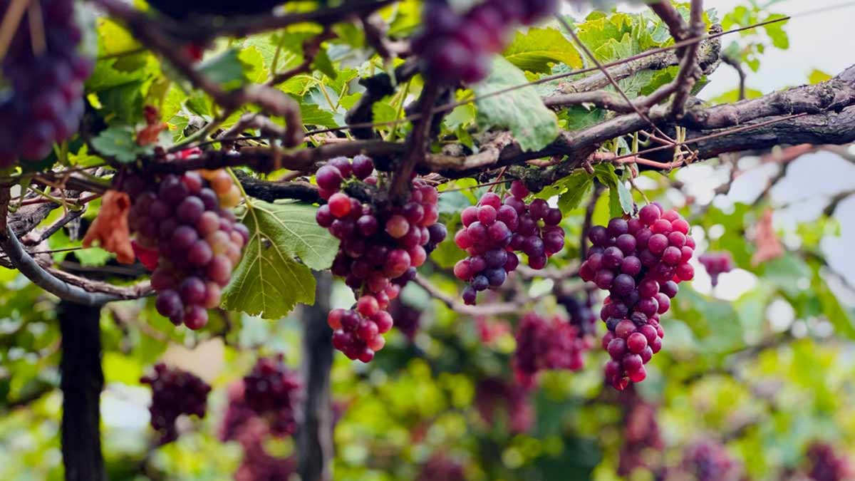 Cumbam: A love story in the vineyards on Valentine’s Day eve- The Week