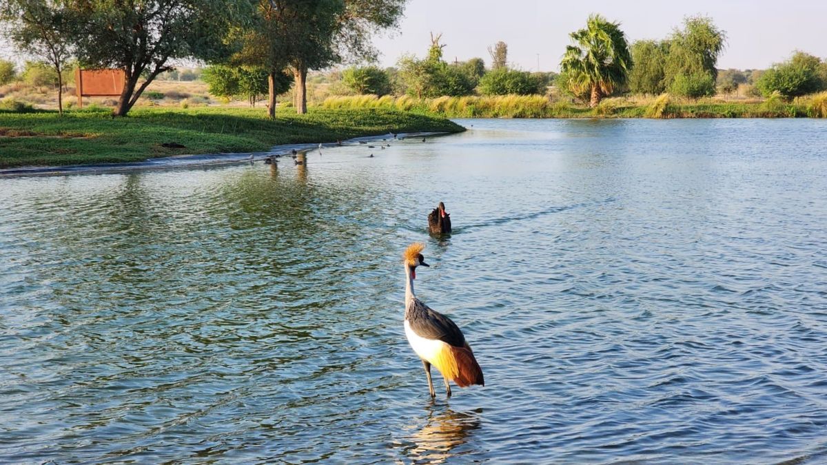 Al Qudra Lake: An oasis in the city of Dubai- The Week