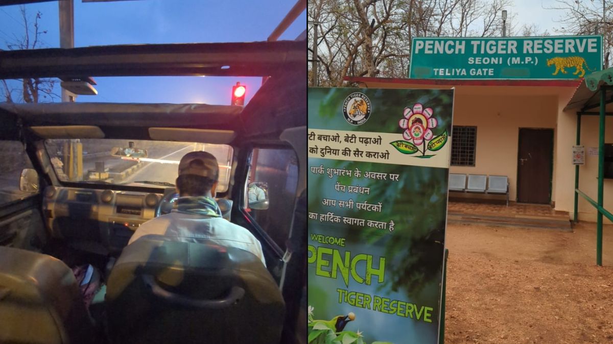 Tigers, treetops, and thalipeeth: A Pench sojourn- The Week