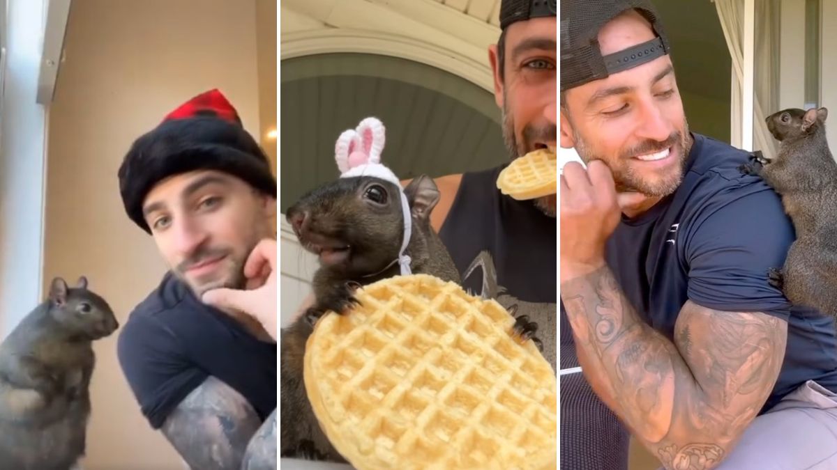 How did Peanut the Squirrel die? Here's why Trump supporters are using ... How did Peanut the Squirrel die? Here's why Trump supporters are using ...
