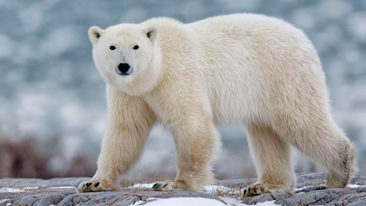 What prompted police to shoot down Iceland's surprise polar bear visitor?- The Week