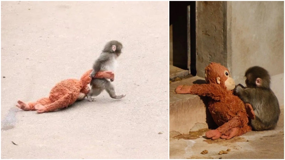 The psychology behind ‘Punch’; What science says about abandonment and ...